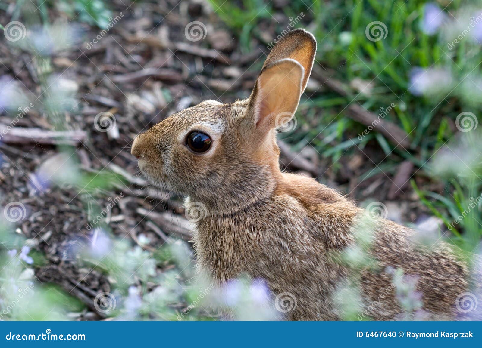 Wild Rabbit stock photo. Image of framed, focus, selective - 6467640