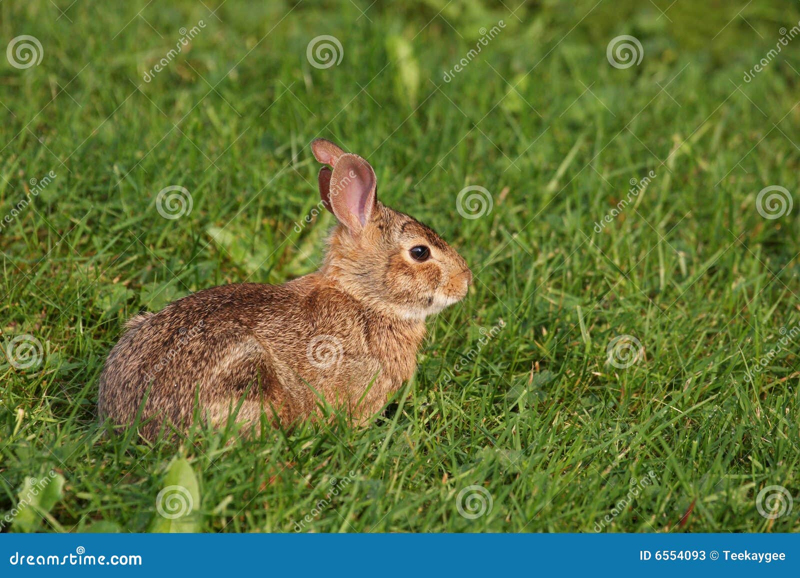 Wild rabbit stock image. Image of outdoor, wild, grass - 6554093