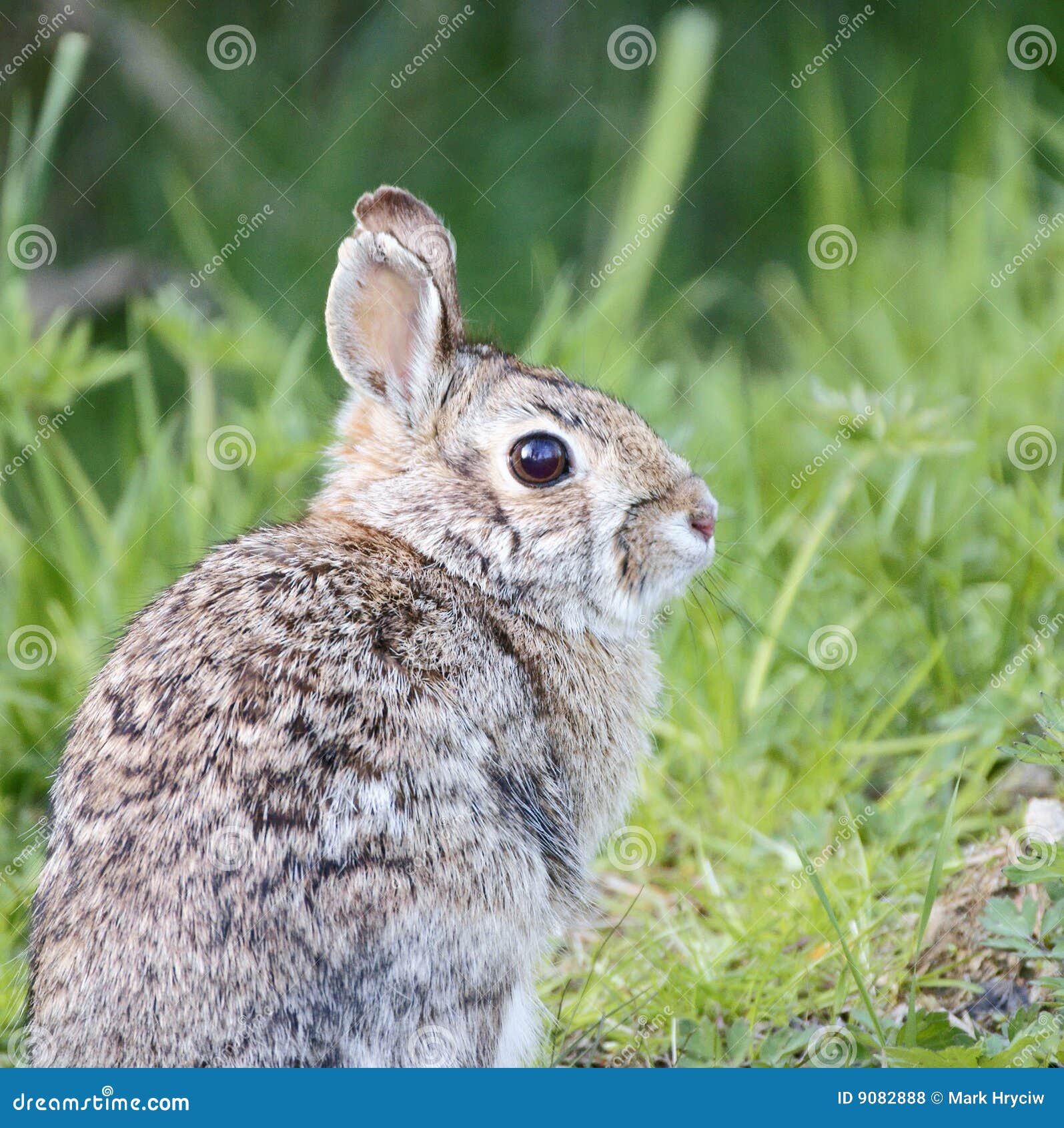 Wild Rabbit stock photo. Image of still, portrait, woodland - 9082888