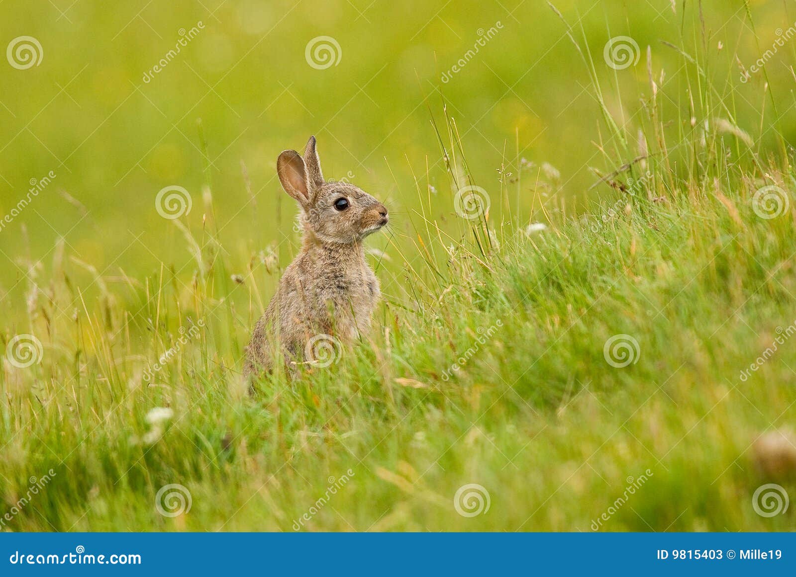Wild Rabbit stock image. Image of wild, oryctolagus, british - 9815403