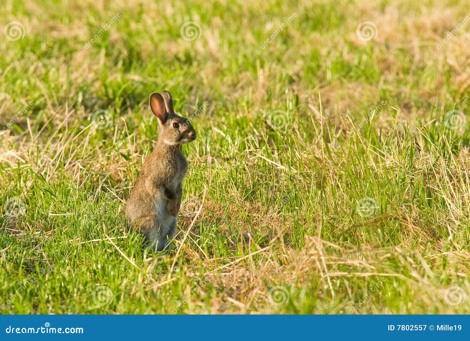 Wild Rabbit on the alert stock image. Image of erect, rabbit - 7802557