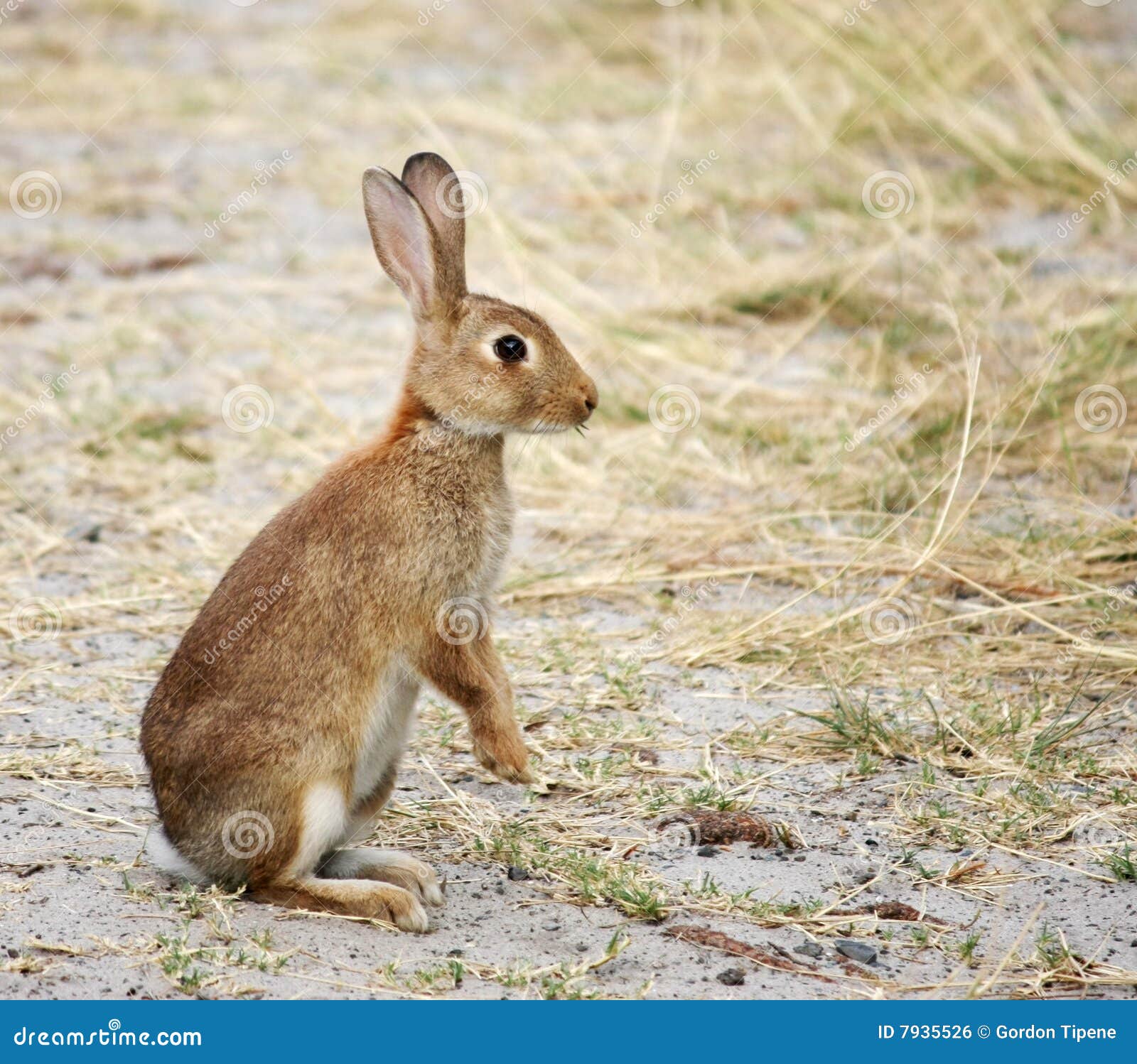 Wild Rabbit Alert To Danger Stock Photo - Image of wary, cute: 7935526