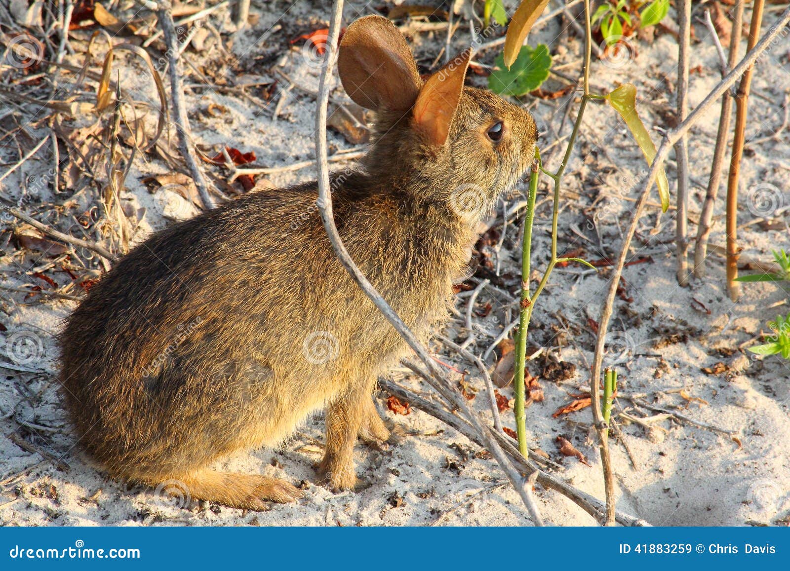 Wild rabbit at the beach stock image. Image of wild, fast - 41883259