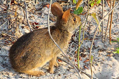Wild rabbit at the beach stock image. Image of wild, fast - 41883259