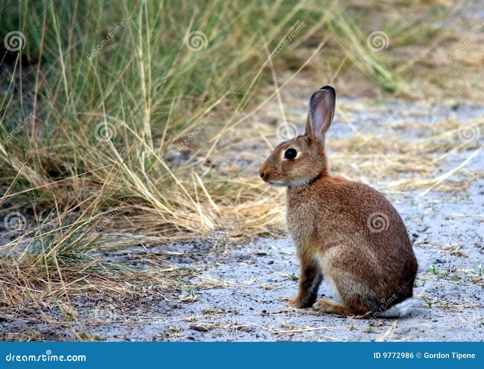Wild Rabbit on a Beach Track. Stock Photo - Image of concern, bunny ...