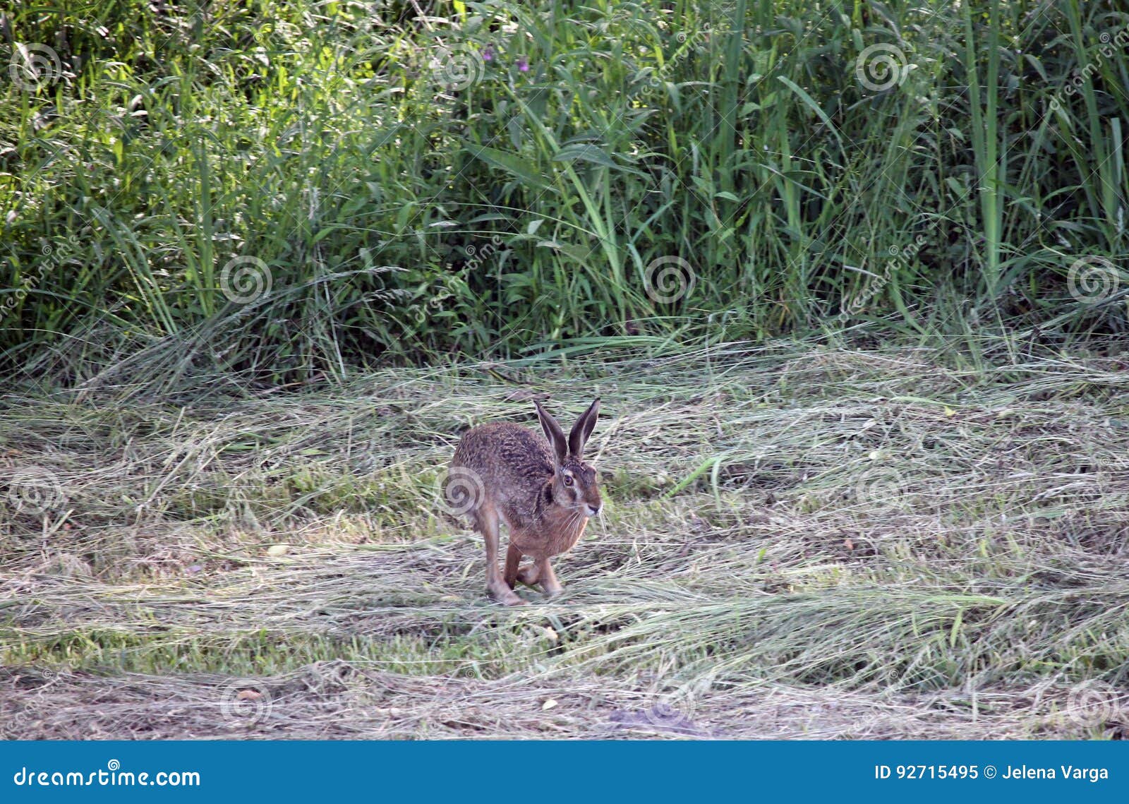 Wild Rabbit stock image. Image of mammal, wild, wildlife - 92715495