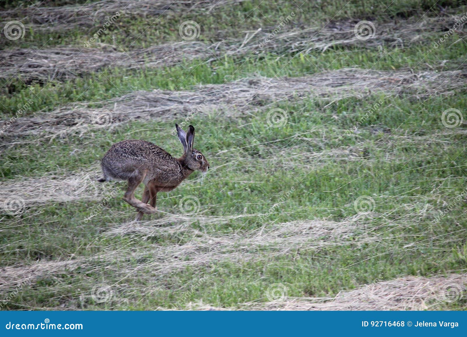 Wild Rabbit stock photo. Image of bunny, mammal, graze - 92716468