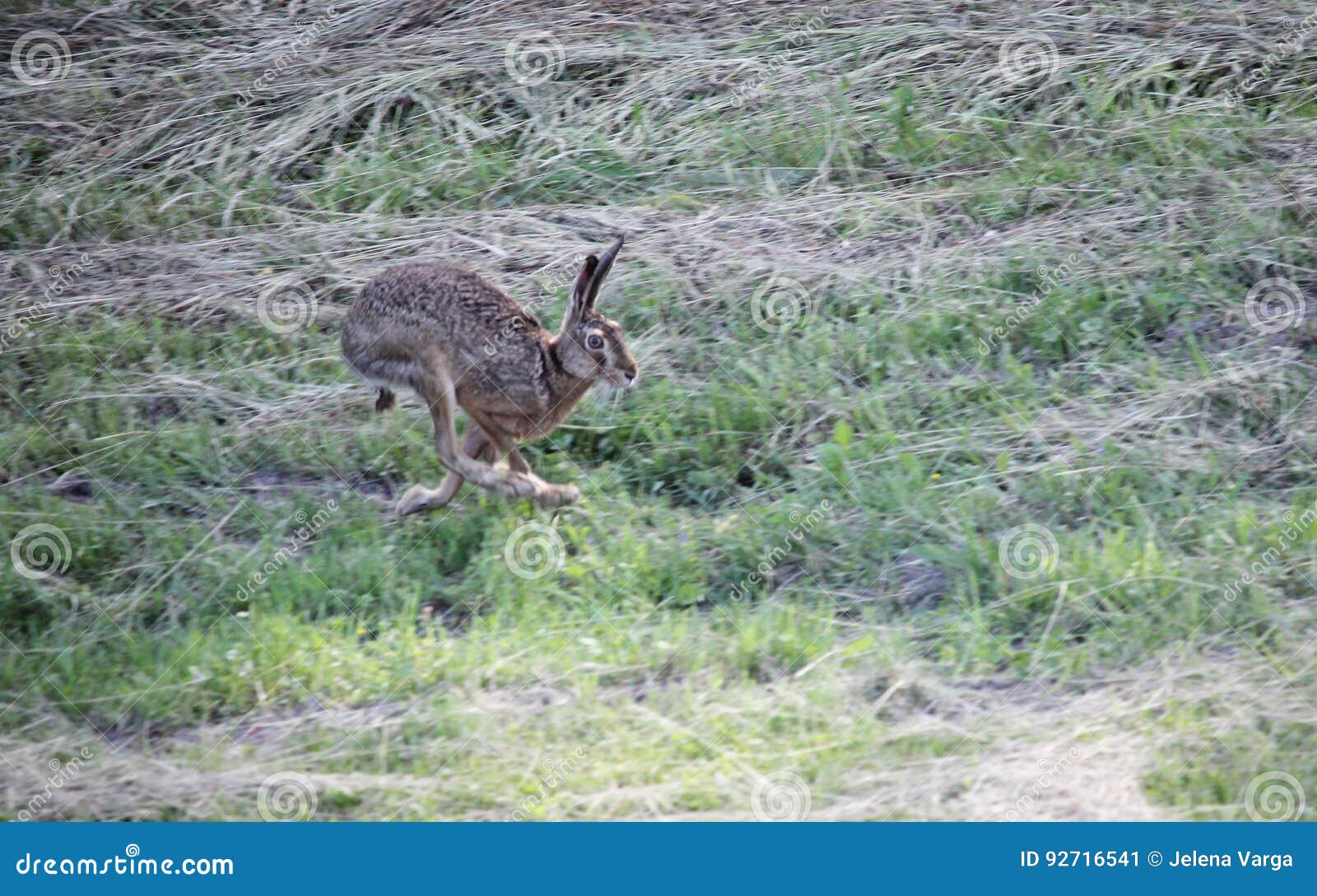 Wild Rabbit stock image. Image of mammal, green, rabbit - 92716541