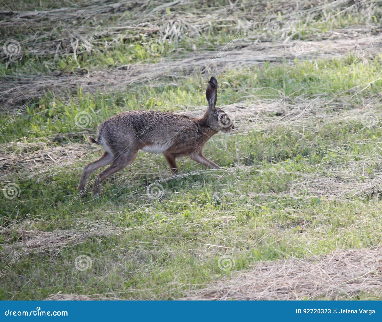 Wild Rabbit stock image. Image of wildlife, green, animal - 92720323