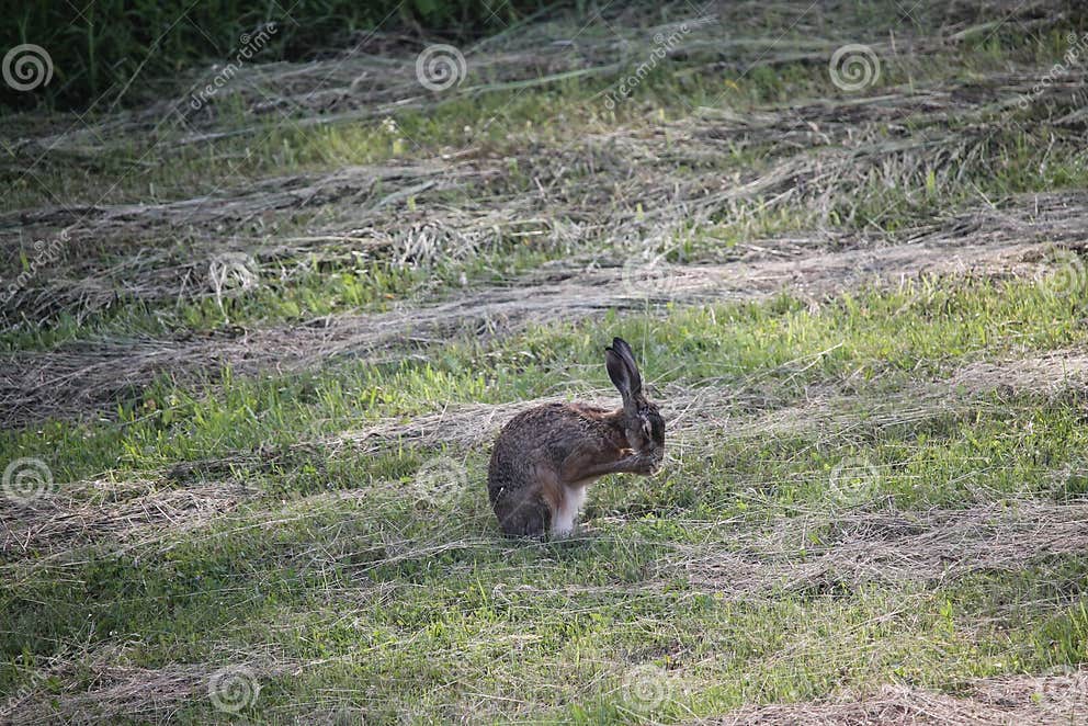 Wild Rabbit stock image. Image of graze, green, weeds - 92720581