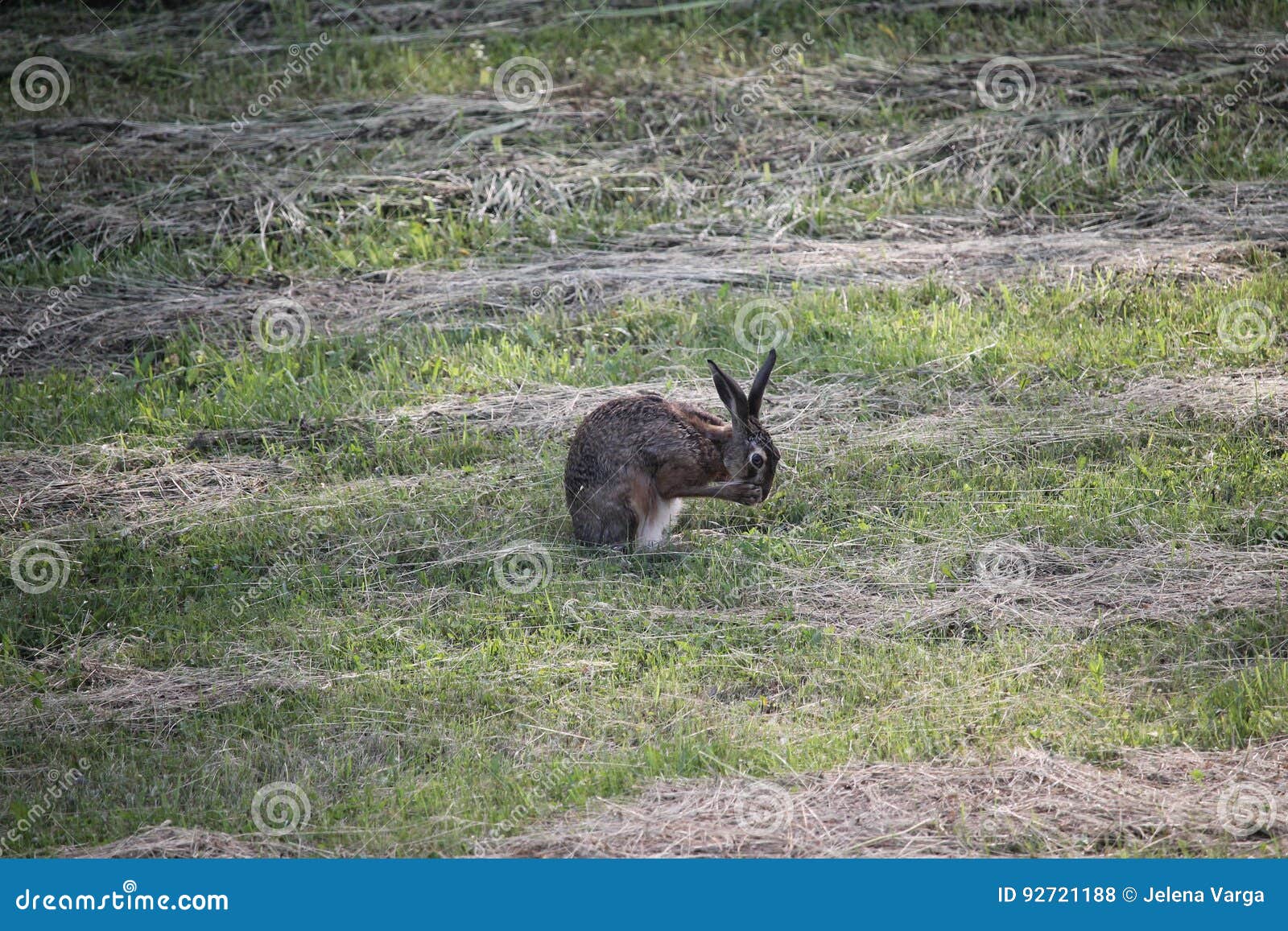 Wild Rabbit stock photo. Image of spring, cute, brown - 92721188