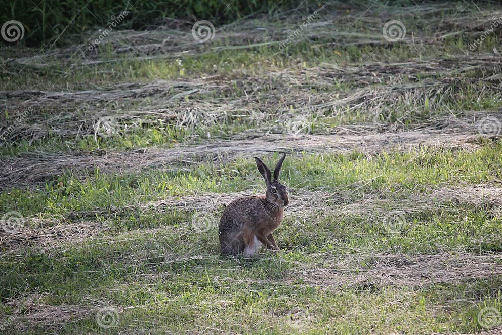Wild Rabbit stock image. Image of spring, grass, mammal - 92721545