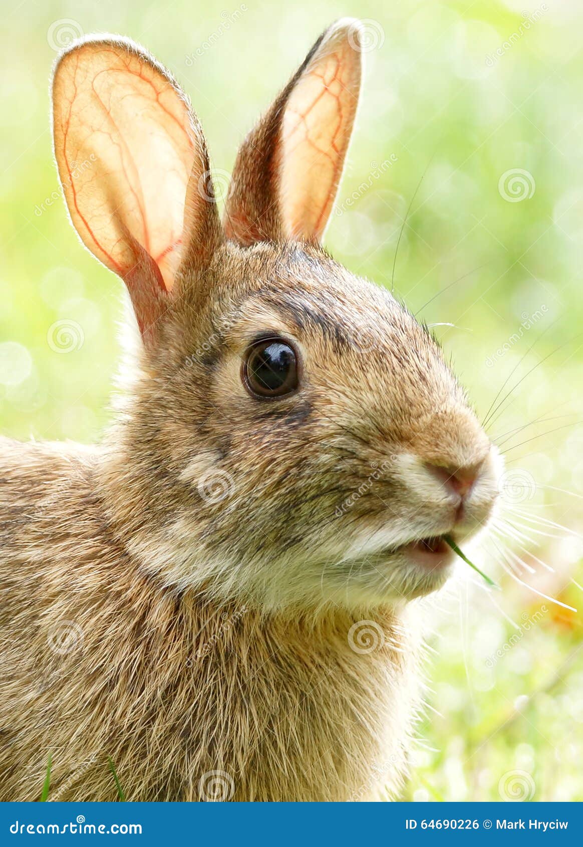 Wild Rabbit Bunny stock photo. Image of rabbit, wild - 64690226