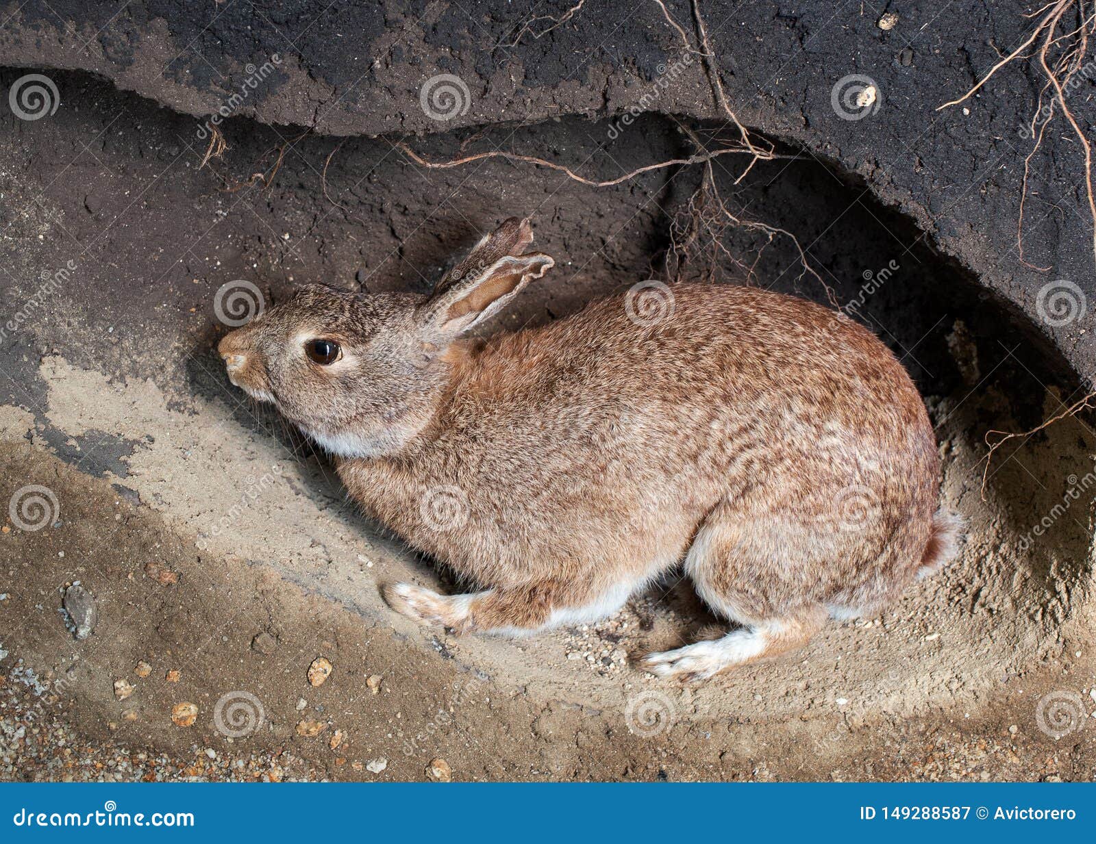 Wild rabbit in a burrow stock image. Image of natural - 149288587
