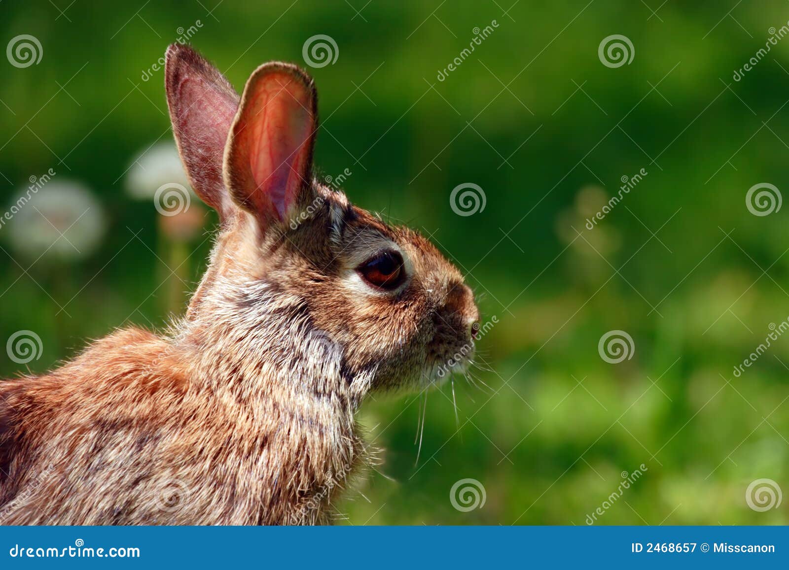 Wild rabbit close-up stock image. Image of dandelion, beautiful - 2468657