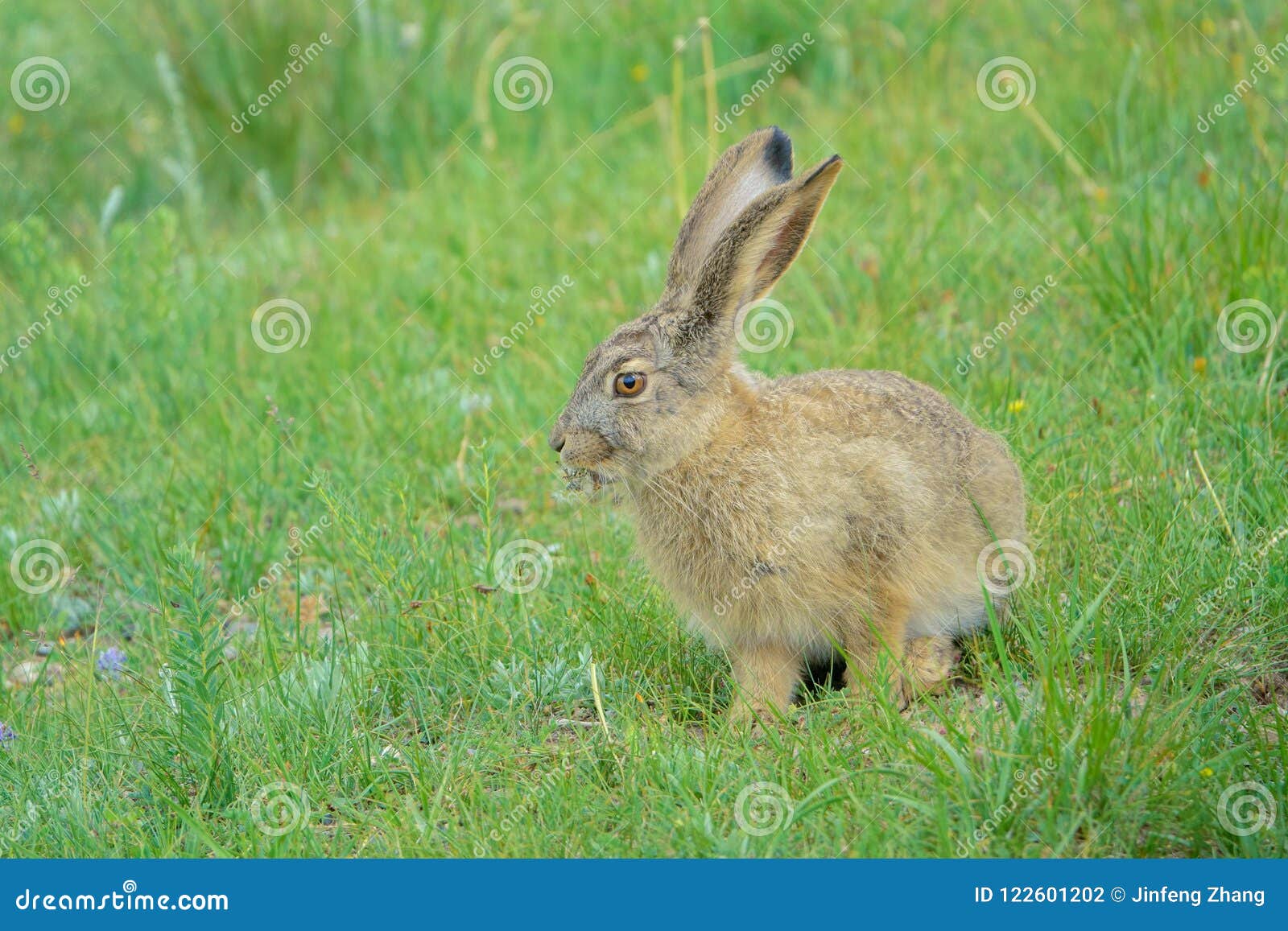 Wild rabbit stock photo. Image of wildlife, natural - 122601202