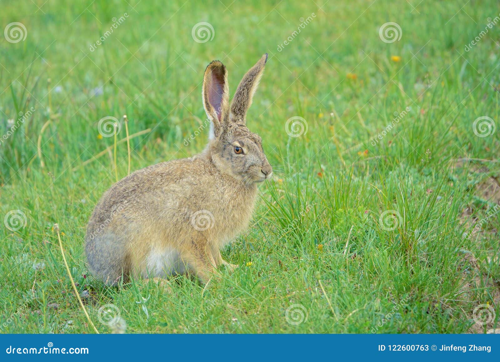 Wild rabbit stock image. Image of wild, life, rabbit - 122600763