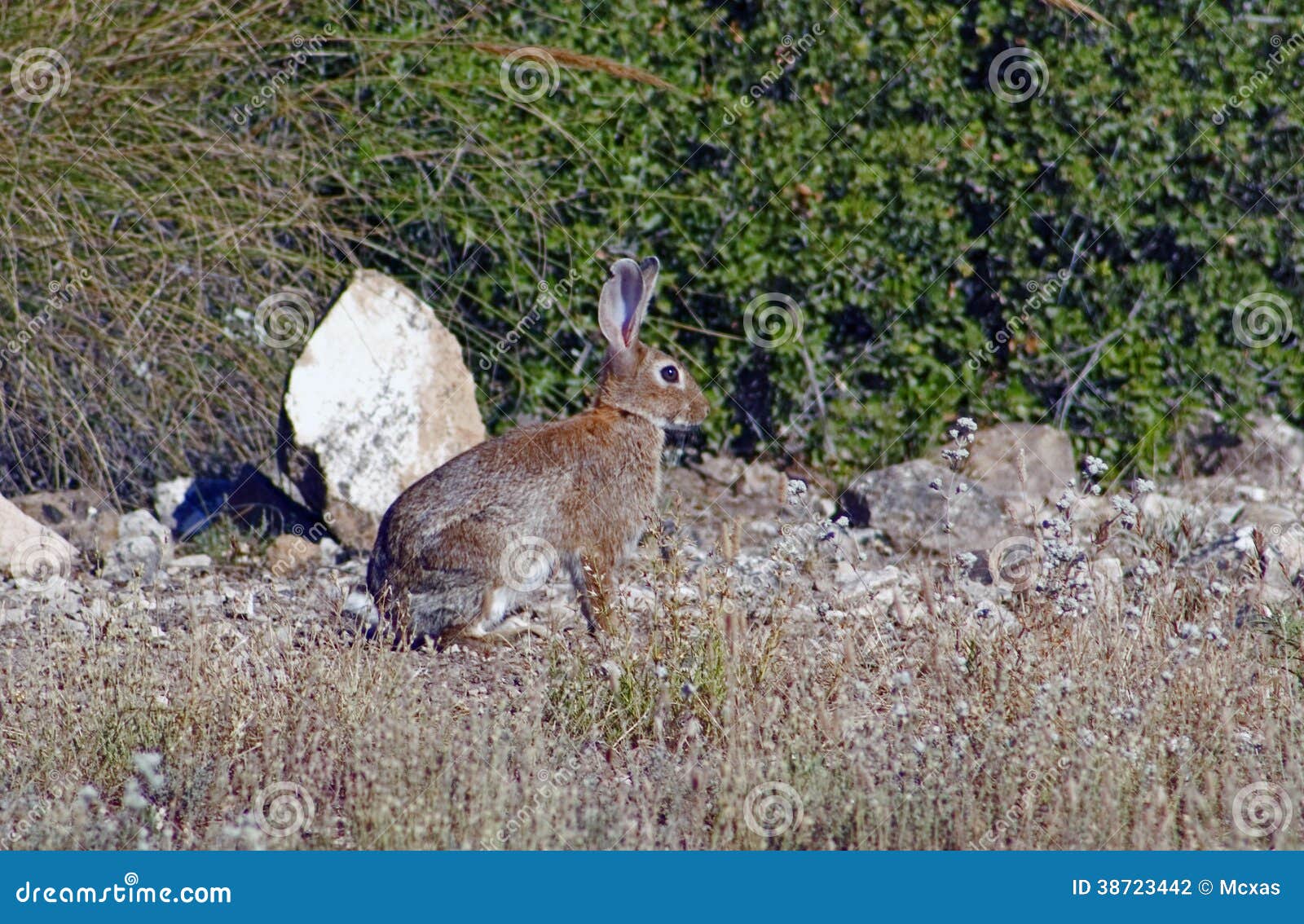Wild Rabbit stock photo. Image of rodent, hunting, field - 38723442