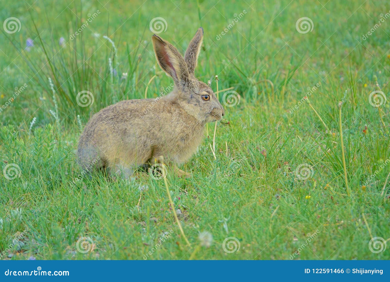 Wild rabbit stock photo. Image of bunny, animals, rabbit - 122591466