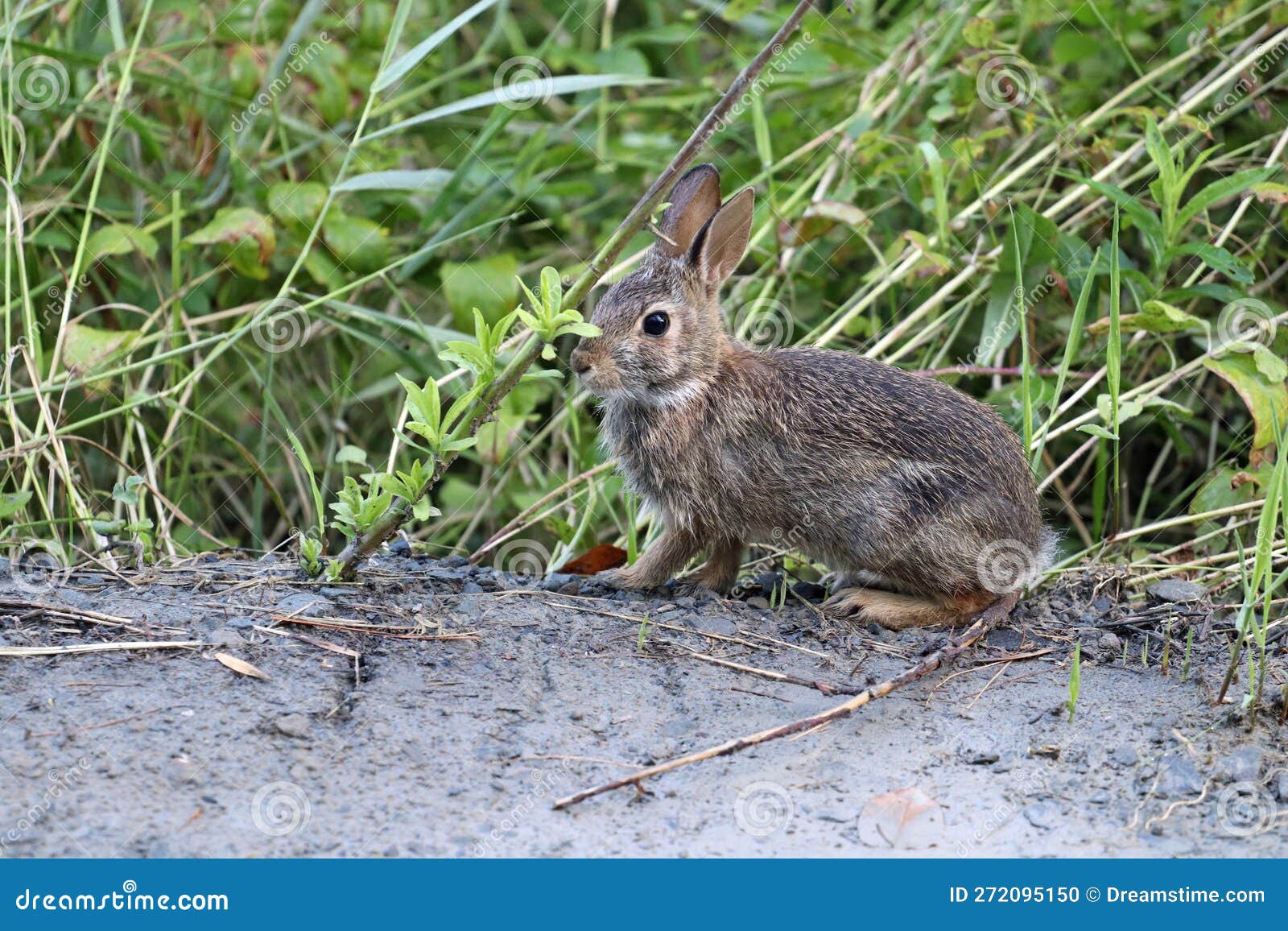 Wild rabbit stock photo. Image of emerges, prairie, wild - 272095150