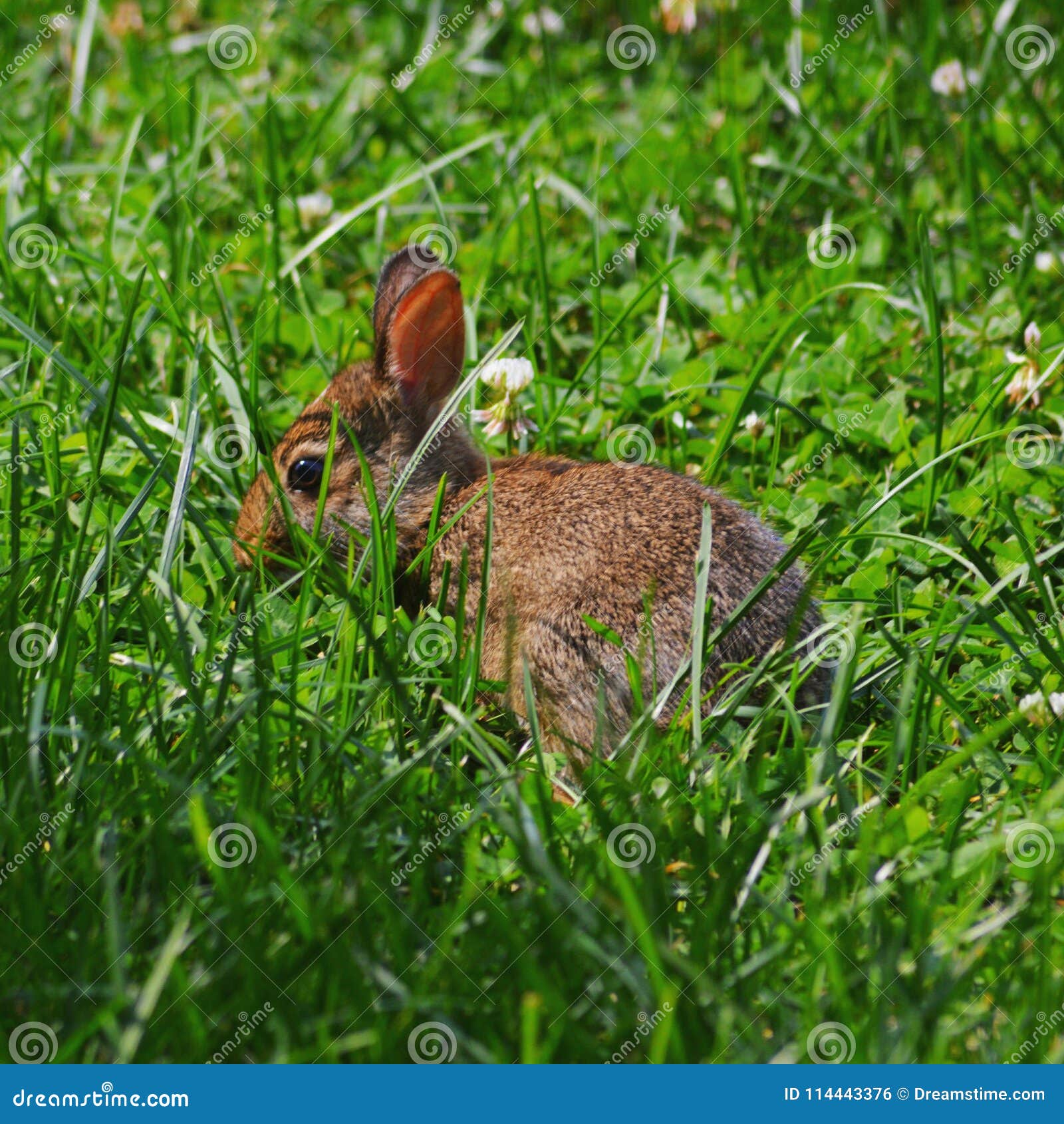 Wild Rabbit stock photo. Image of warm, summer, enjoying - 114443376