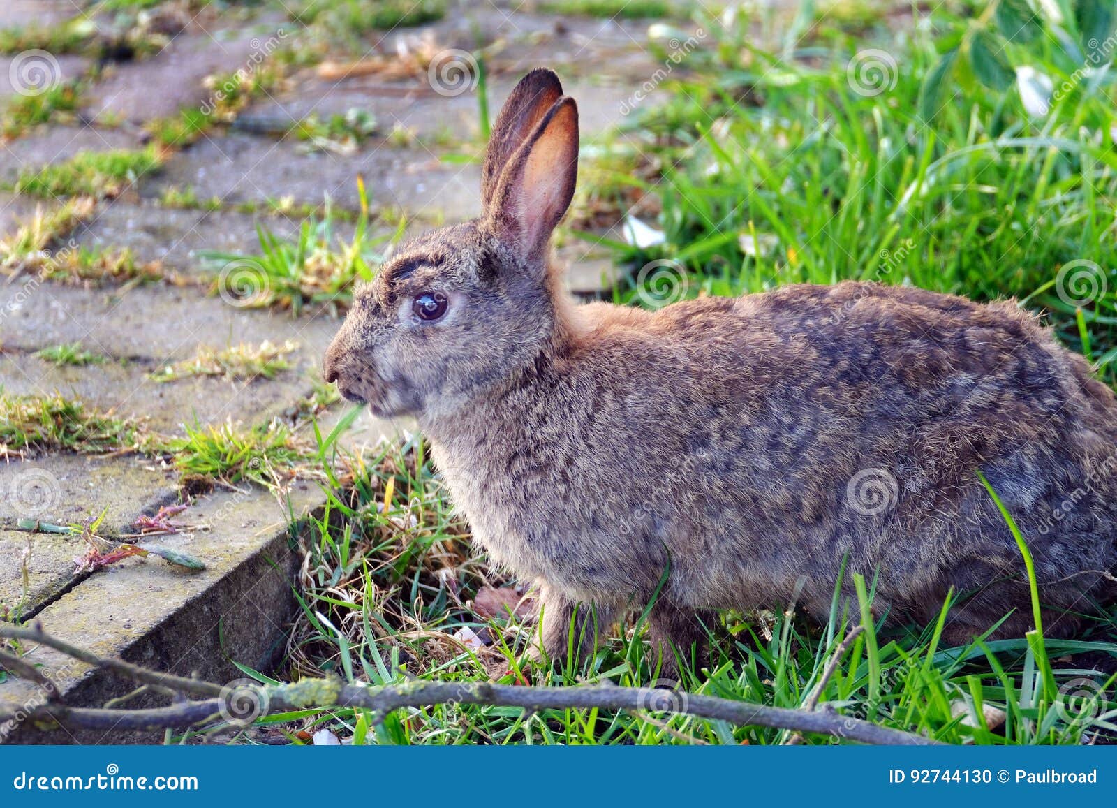 Wild Rabbit Feeding on Grass. Stock Photo - Image of wildlife, animal ...