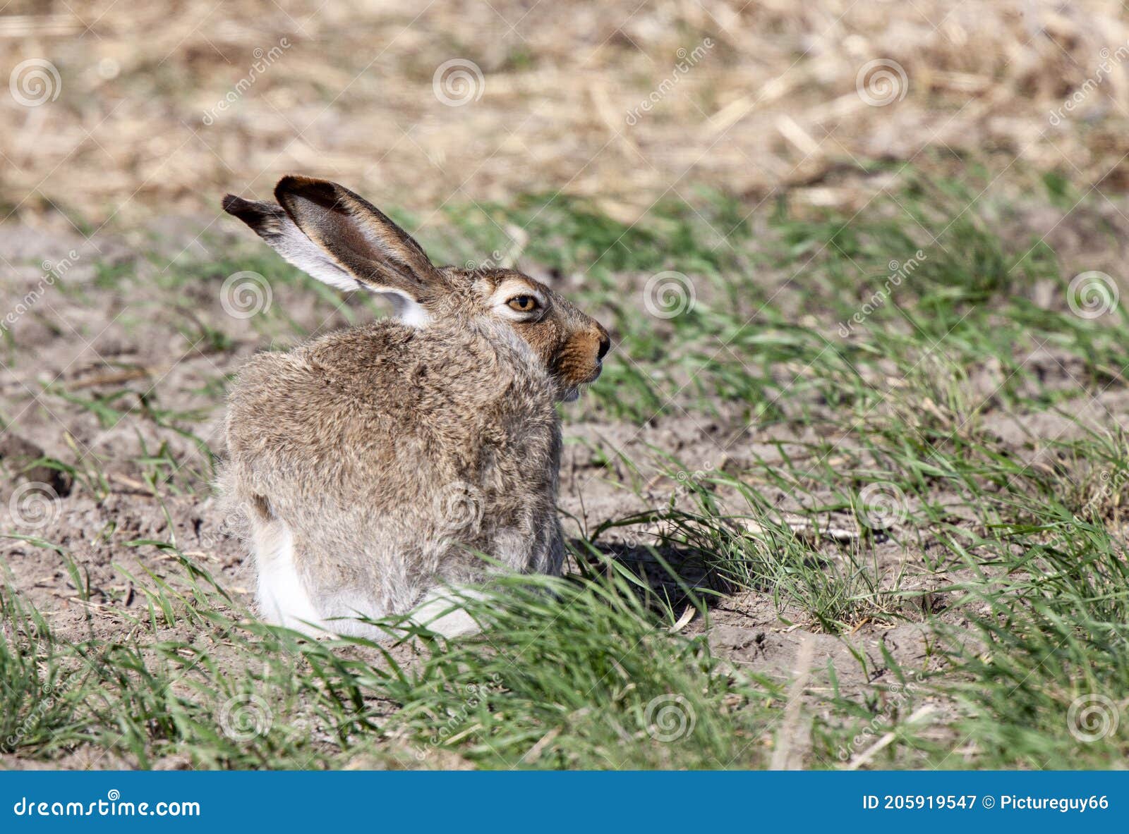 Wild Rabbit in Field stock image. Image of green, sitting - 205919547