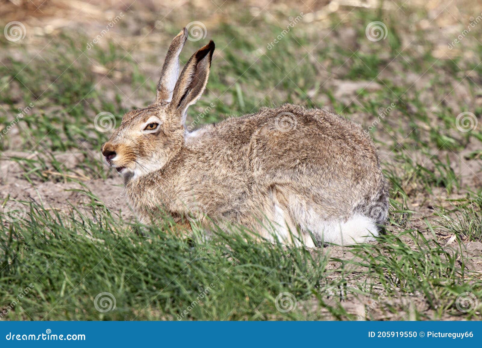 Wild Rabbit in Field stock photo. Image of rabbit, green - 205919550