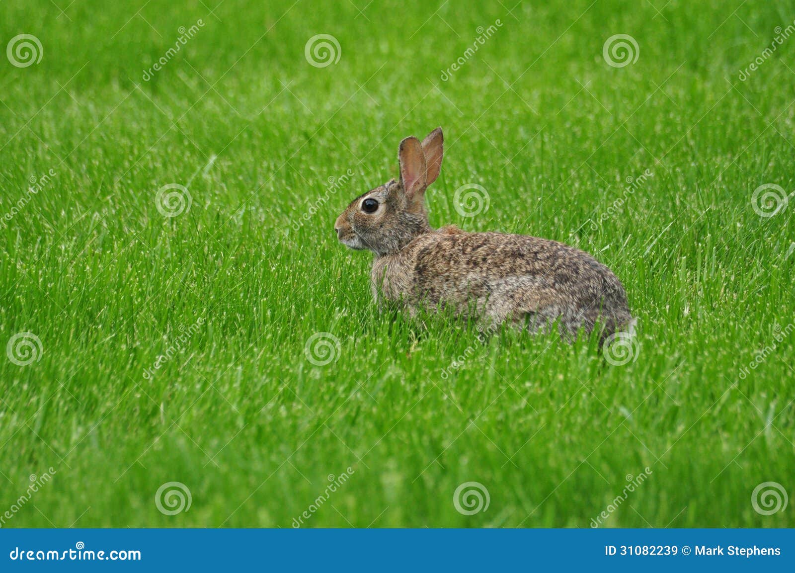 Wild Rabbit in a field stock image. Image of wild, grass - 31082239