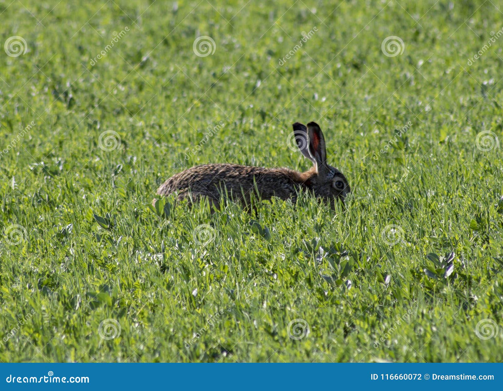 Rabbit on a field stock photo. Image of wild, mammal - 116660072