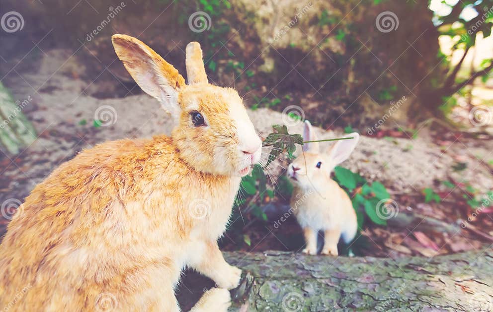 Wild rabbit in a field stock photo. Image of bunny, summer - 89859620