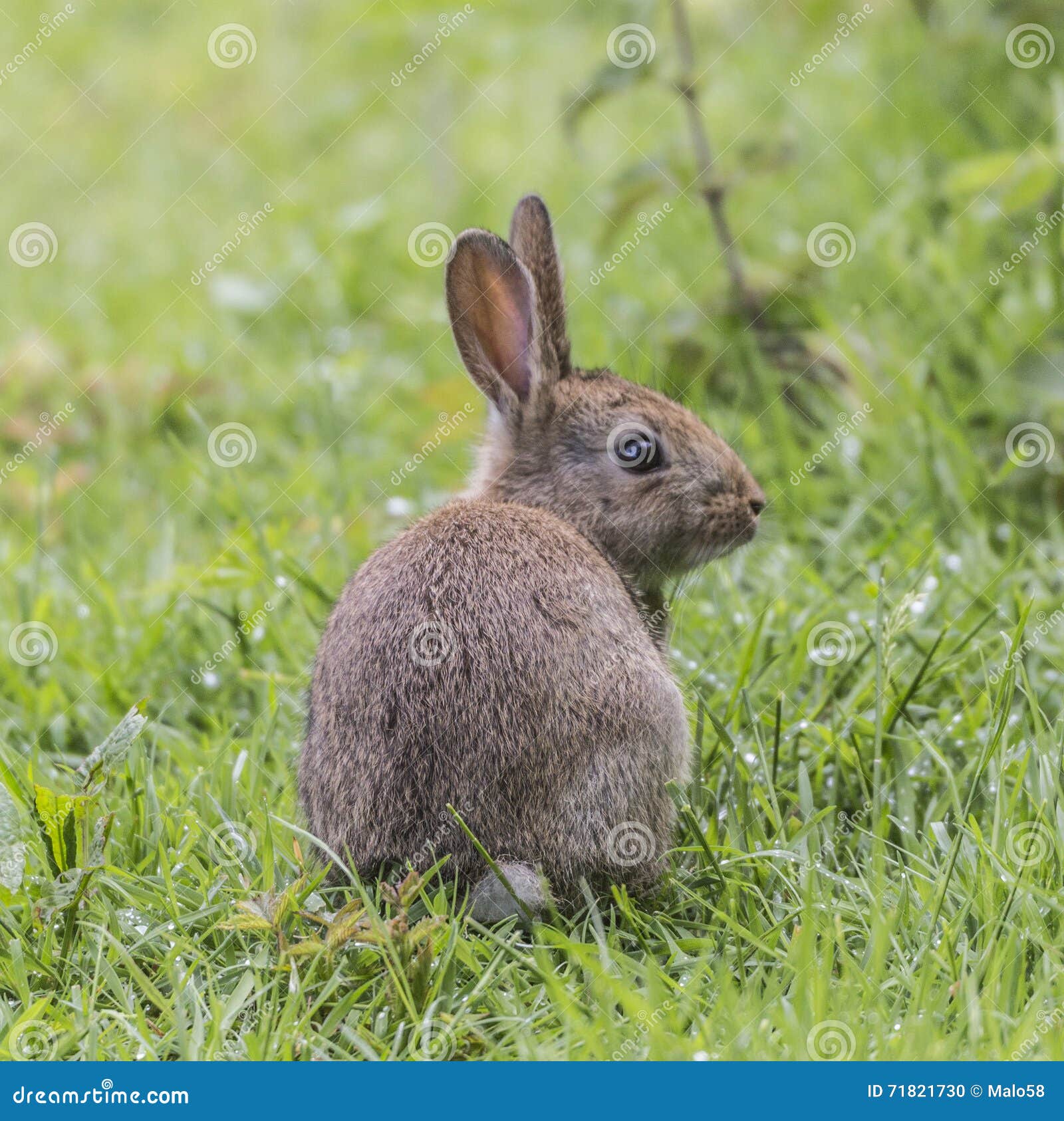 Wild Rabbit stock photo. Image of wildrabbit, rabbits - 71821730