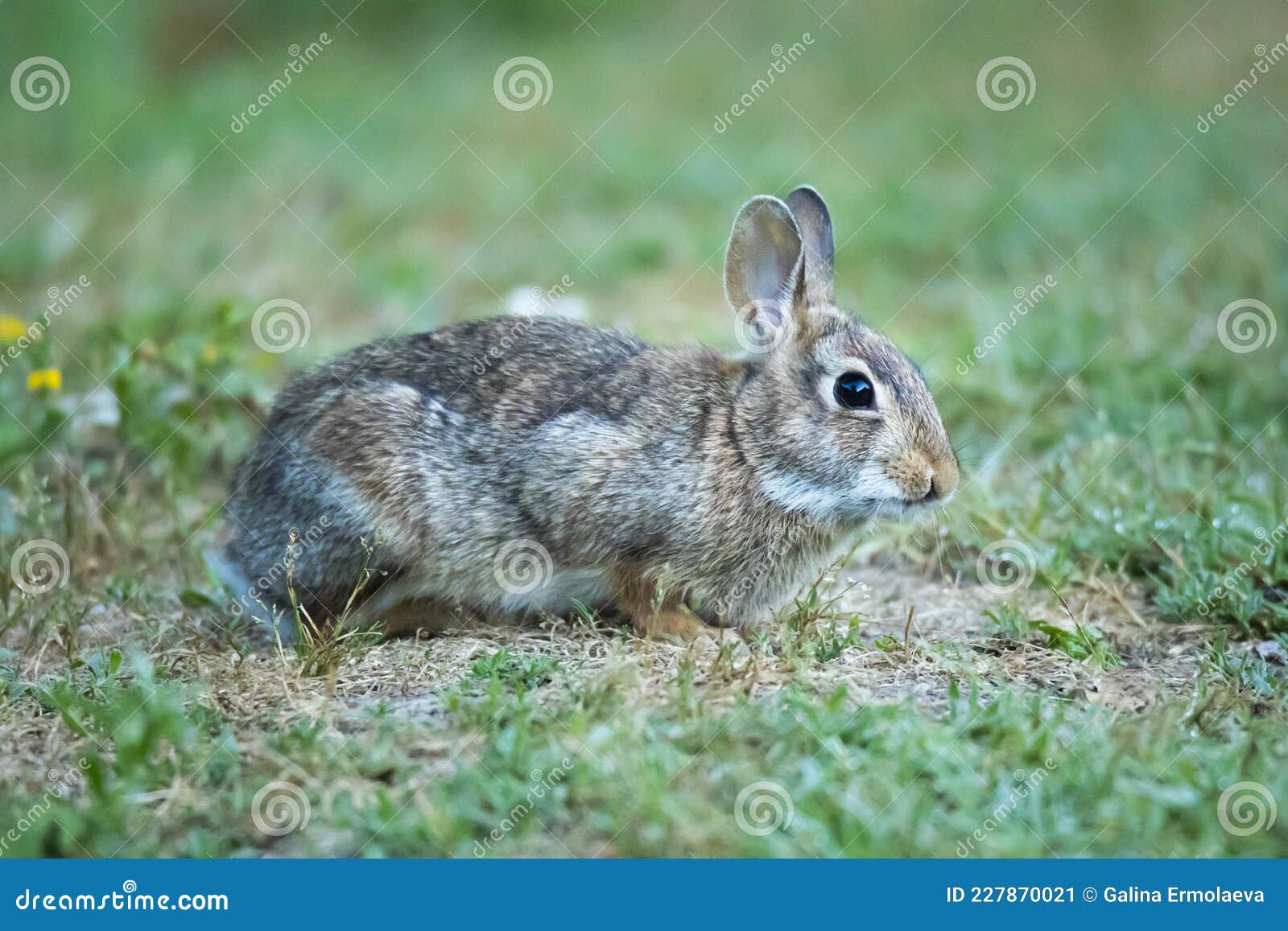 Wild Rabbit in the Forest on the Grass Stock Image - Image of ...