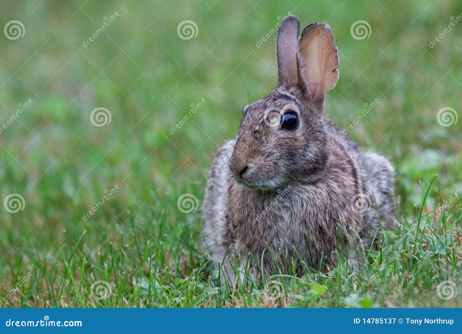 Wild rabbit in grass stock image. Image of wilderness - 14785137