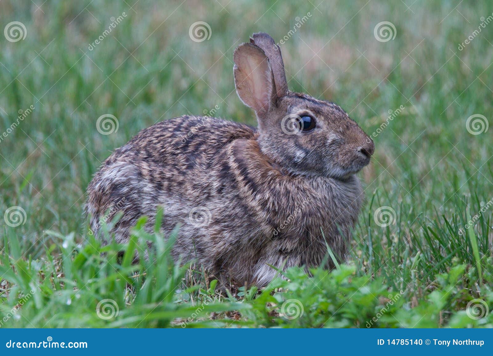 Wild rabbit in grass stock photo. Image of vegetarian - 14785140