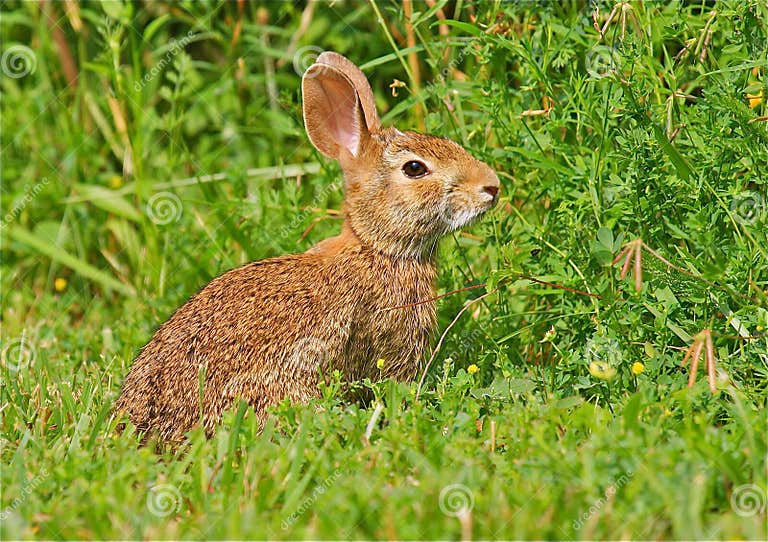 Wild Rabbit in the Grass stock image. Image of natural - 15144827