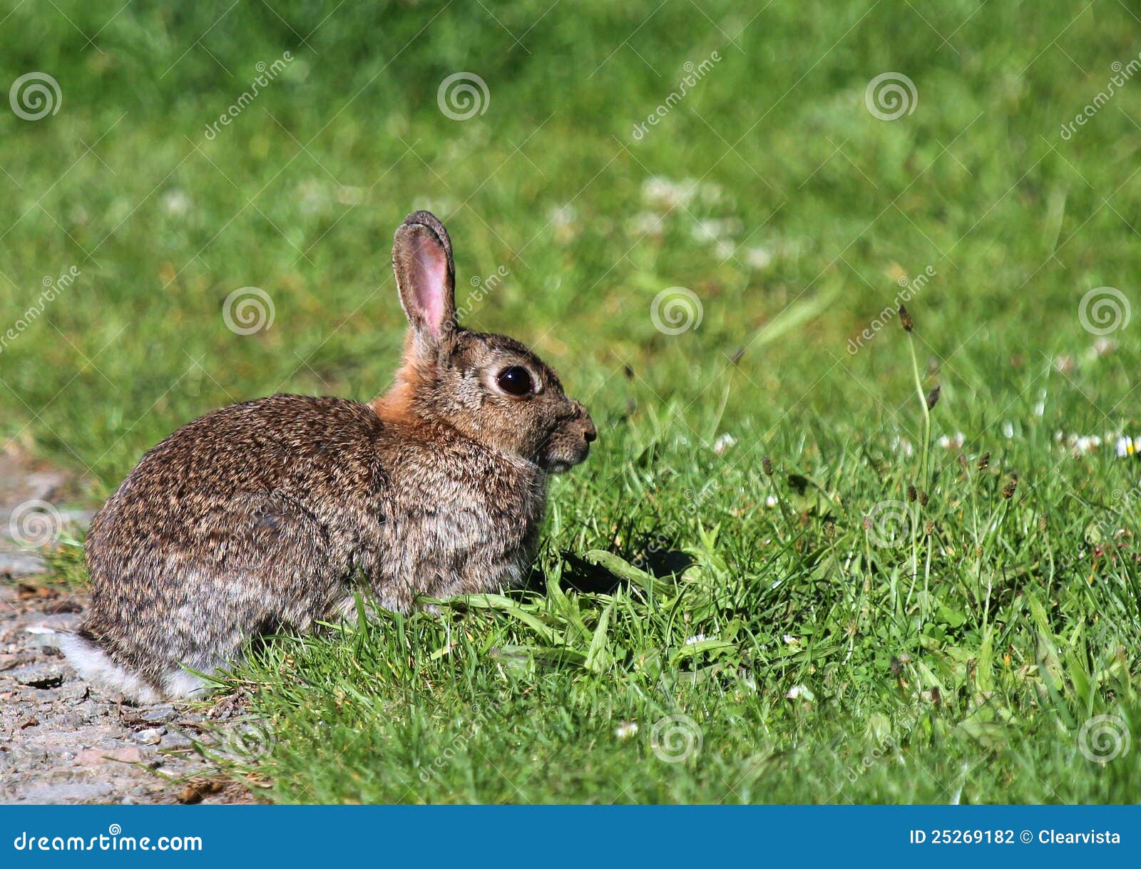 Wild rabbit on grass. stock photo. Image of rabbit, cute - 25269182