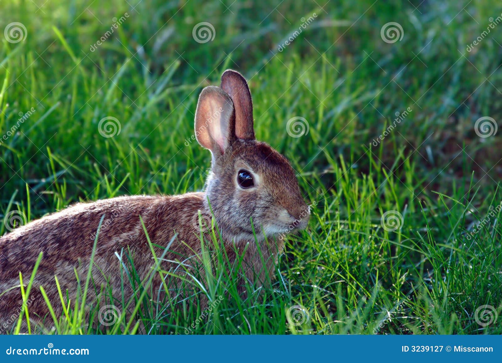 Wild rabbit in the grass stock image. Image of green, portrait - 3239127