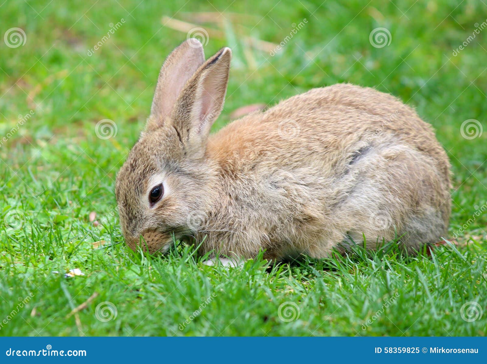 Wild rabbit in grass stock image. Image of animal, funny - 58359825