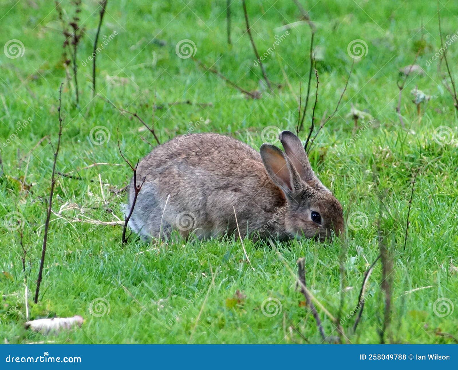 Wild Rabbit in a Grass Field Stock Photo - Image of foreground, wild ...