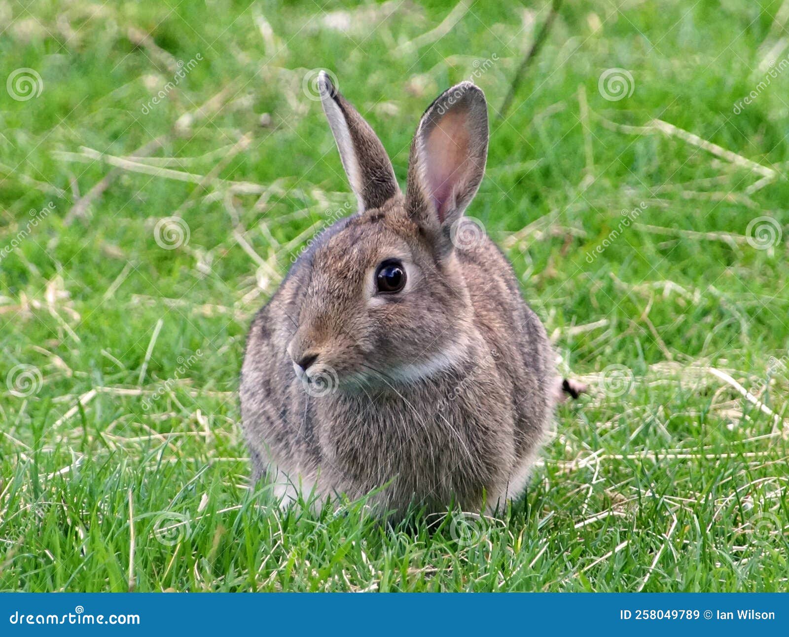 Wild Rabbit in a Grass Field Stock Image - Image of burrow, grazing ...
