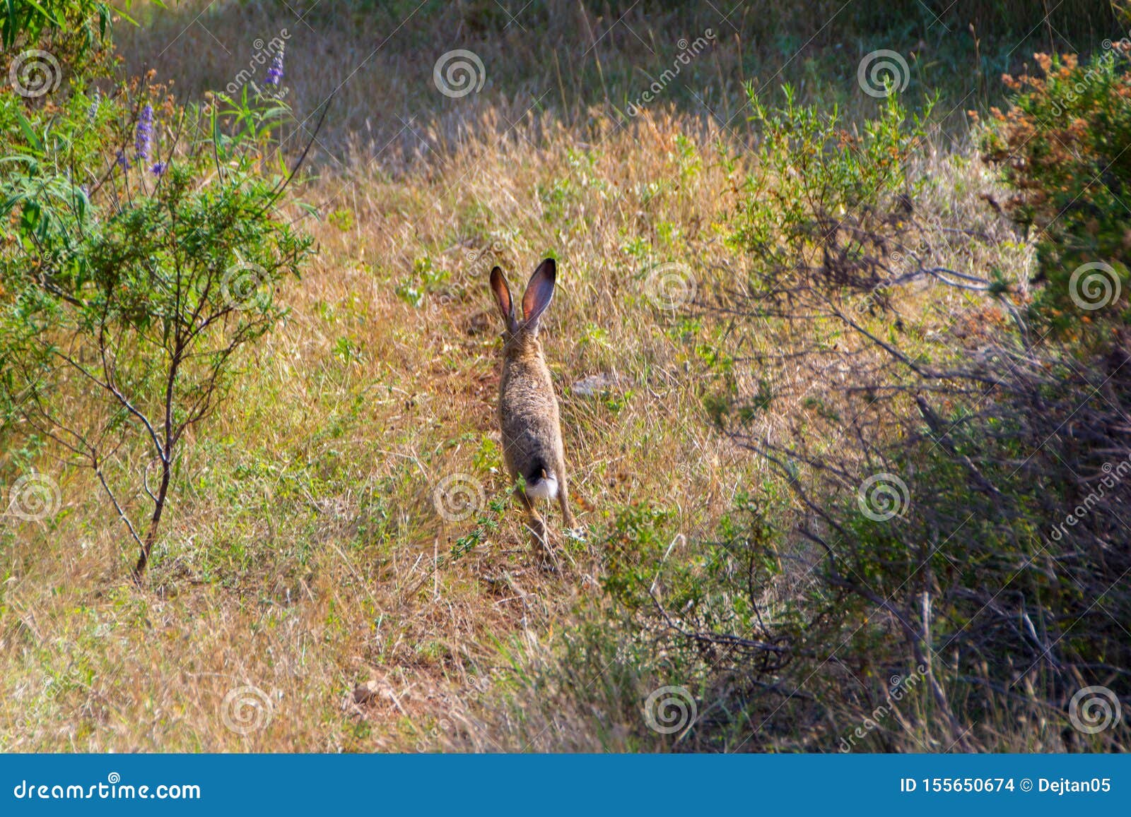 Wild rabbit in the grass stock photo. Image of meadow - 155650674