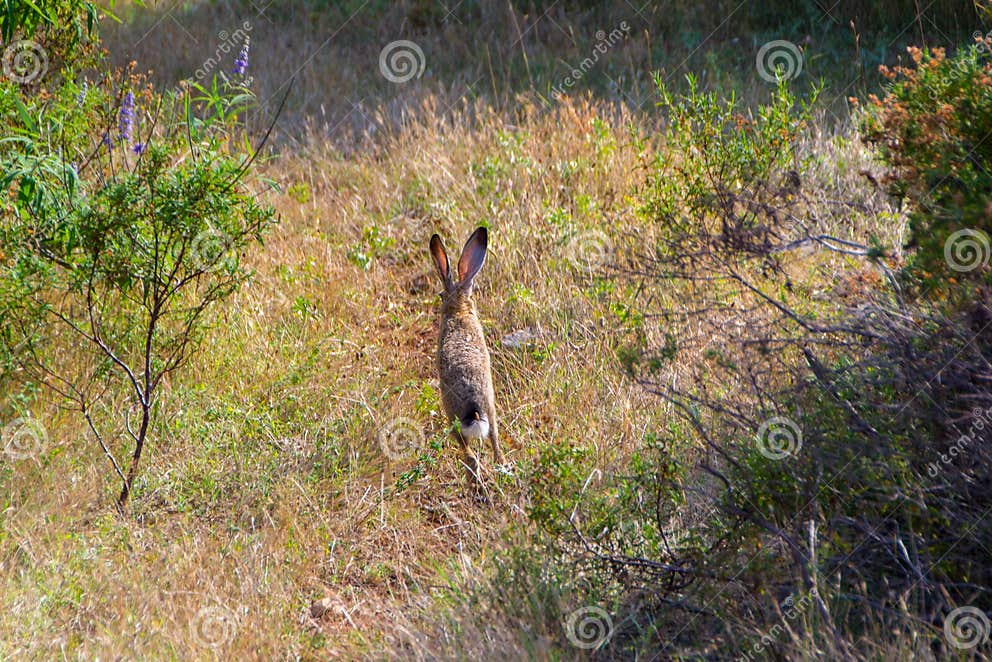 Wild rabbit in the grass stock photo. Image of meadow - 155650674