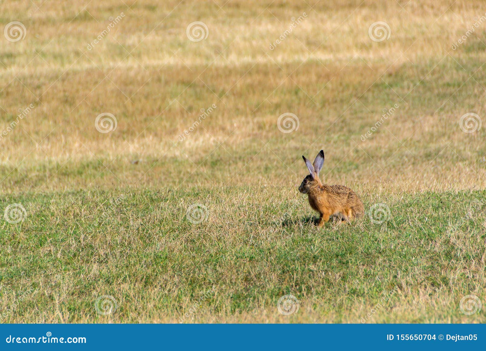 Wild rabbit in the grass stock photo. Image of grass - 155650704