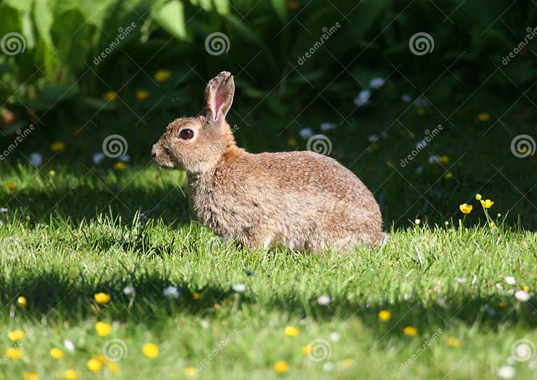 Wild Rabbit in Grass Meadow Stock Photo - Image of woods, flowers: 158126