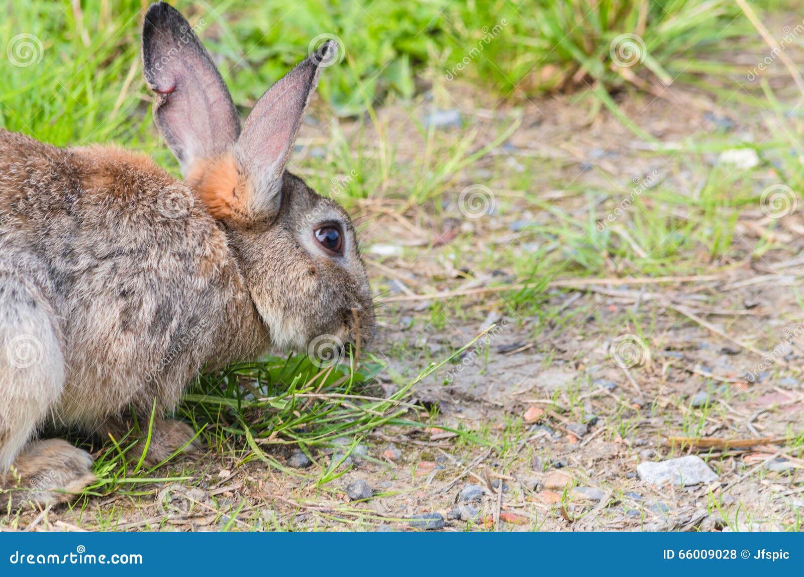 Wild rabbit in the grass stock photo. Image of cuddly - 66009028