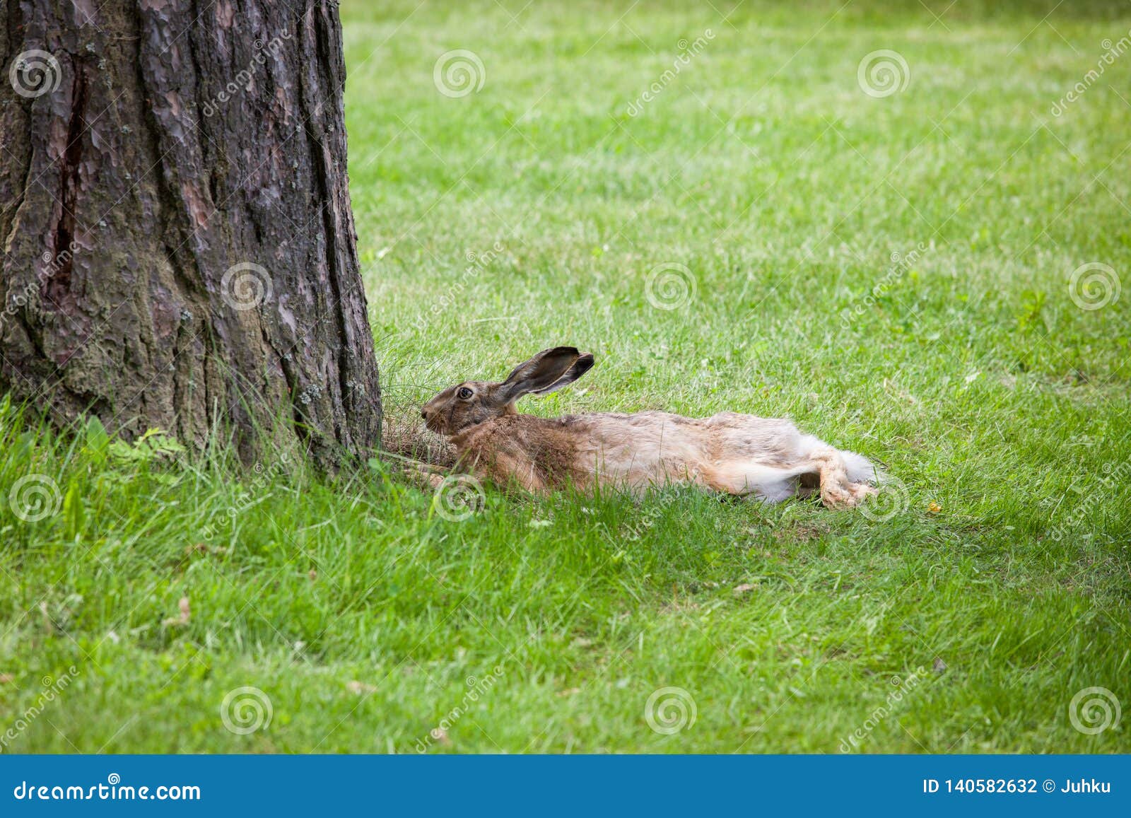 Wild rabbit on grass stock photo. Image of lawn, adult - 140582632