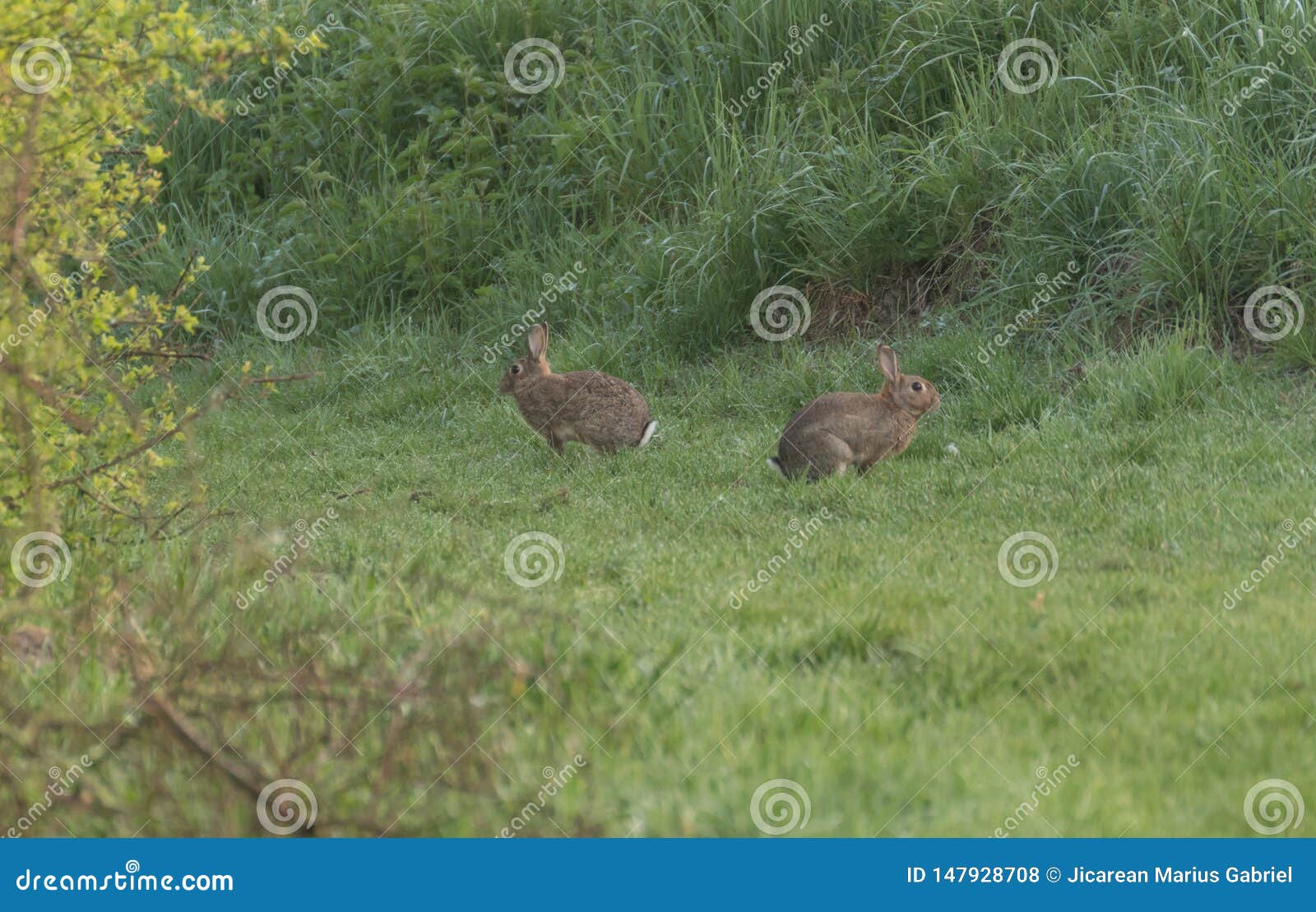 Wild rabbit in the grass. stock photo. Image of grass - 147928708