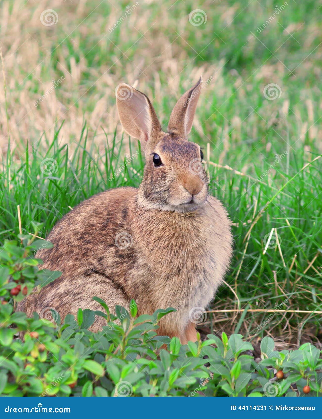 Wild rabbit in grass stock image. Image of mammal, meadow - 44114231