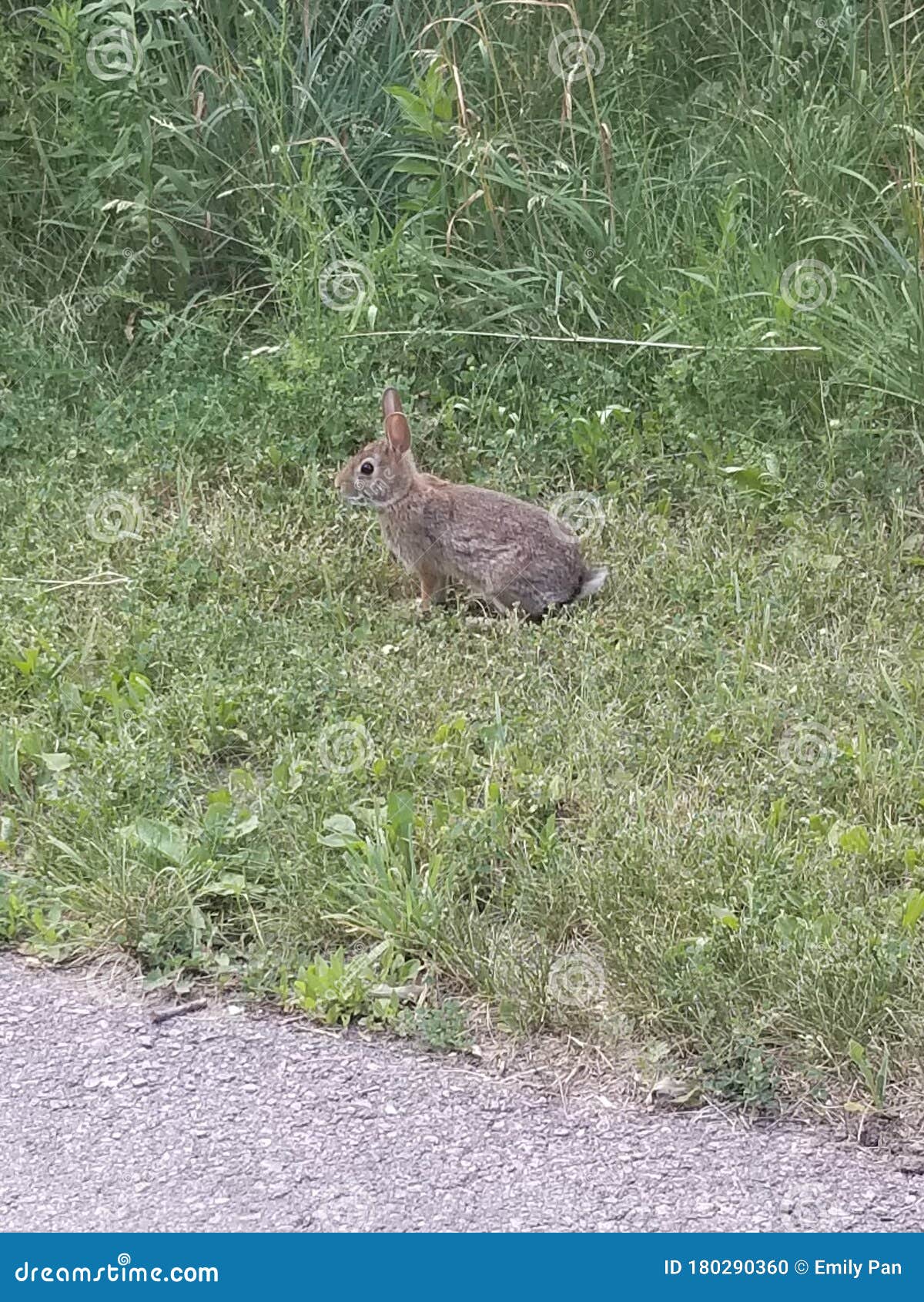 Wild Rabbit in the Grass stock photo. Image of deer - 180290360